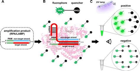 Principle Of The Crisprcas Based Detection Method A The Amplification Download Scientific