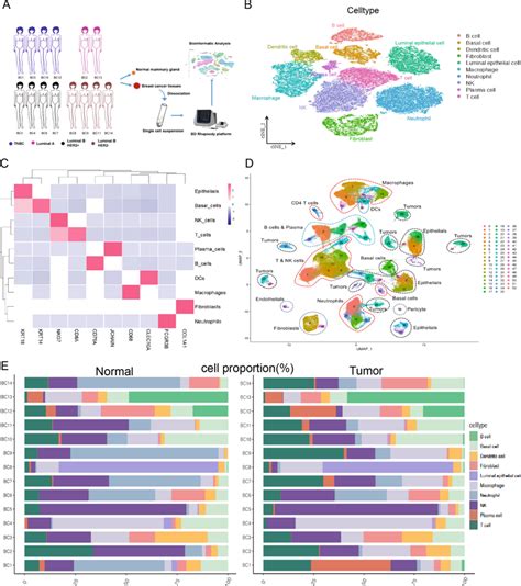 Single Cell Atlas Of Bc A Single Cell Flowchart Showing The Process