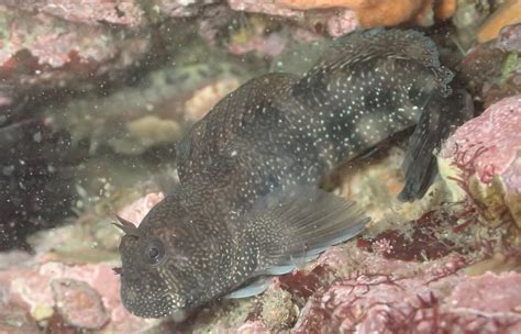 ホシギンポNo 1325WEB生物図鑑魚類