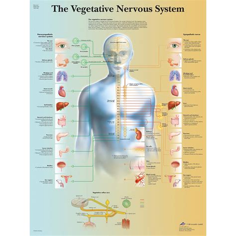 3b Scientific Vegetative Nervous System Chart