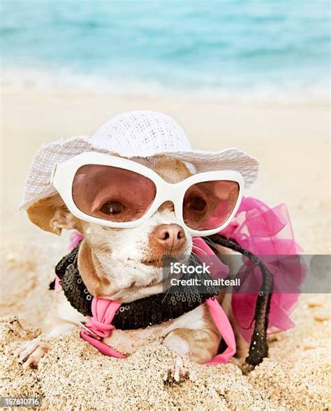 Diva At The Beach Stok Fotoğraflar And Deniz‘nin Daha Fazla Resimleri