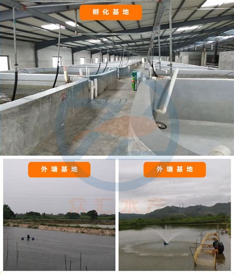 笋壳鱼苗 杂交笋壳鱼苗 云斑尖塘鳢苗 竹壳鱼 淡水养殖鱼苗批发 阿里巴巴