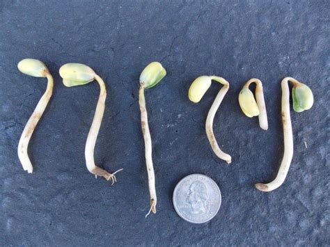 Pythium Problems Showing Up In Ohio Ohio Ag Net Ohio S Country Journal