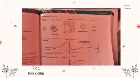 Ovulation Fertilization And Implantationpptx Pregnancy
