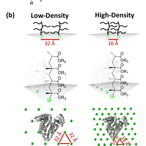 A Chemical Structure Of Poly Spe Repeating Unit B Top To Bottom Download Scientific