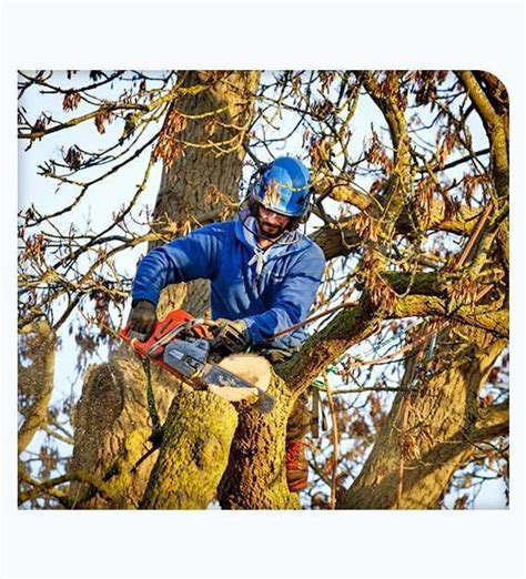 Tree Services In Lakeside Tree Care Solution
