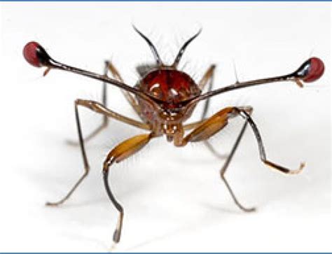 Seuratextend Streamlining Single Cell Rna Seq Analysis Through An Integrated And Intuitive