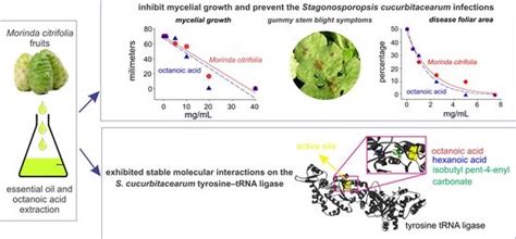 Molecules An Open Access Journal From MDPI