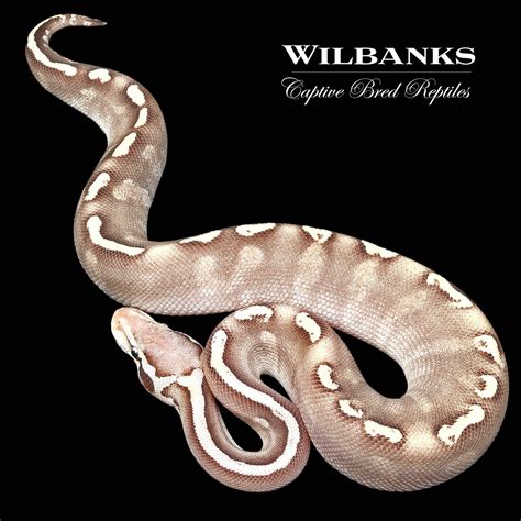 Firefly Mojave Ghi Ball Python By Wilbanks Captive Bred Reptiles Morphmarket