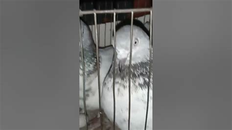 সবুজ গলা কবুতর। Youtube