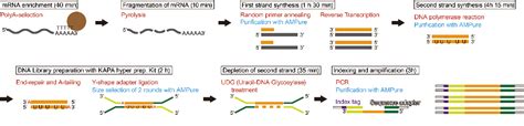 Figure 1 From Low Cost And Multiplexable Whole Mrna Seq Library Preparation Method With Oligo Dt