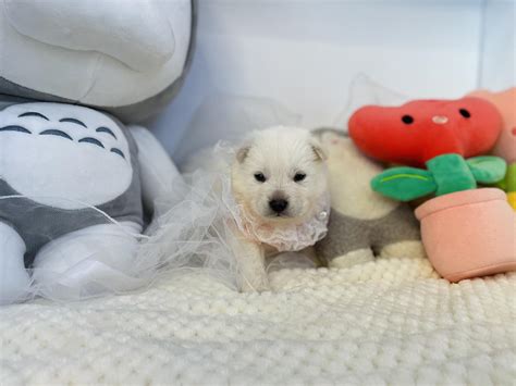 평택강아지무료분양 비전동강아지무료분양 평택진도견무료분양 비전동진도견무료분양 진도믹스 코팔이 강아지입양 고양이입양 도그마루 보호소 펫샵 유기견센터 유기묘 유기견