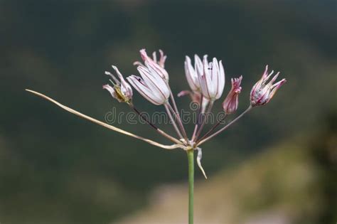 Allium Moschatum Amaryllidaceae Stock Image Image Of Amaryllidaceae