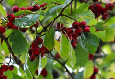 Choosing The Right Trees For Wet Soil