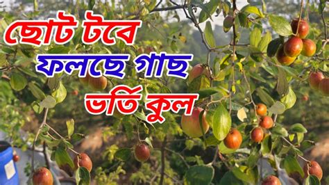 ছোট টবে ফলছে গাছ ভর্তি কুল Youtube