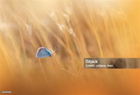 아름 다운 자연 배경꽃 예술 디자인매크로 사진입니다 복사 공간이 있는 추상 파스텔 풍경나비와 와일드 필드 오렌지 꽃에 여름 나비