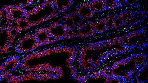 Hcr™ Gold Rna Fishif Molecular Instruments Inc
