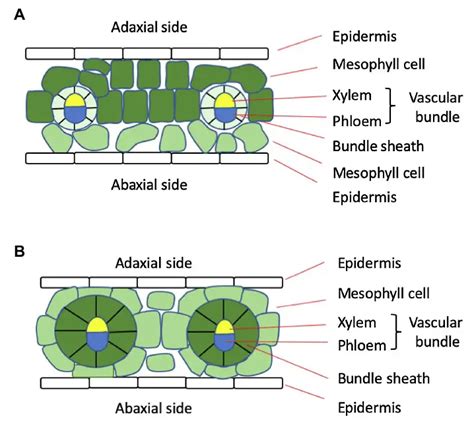 Difference Between Mesophyll And Bundle Sheath Cells Relationship Between