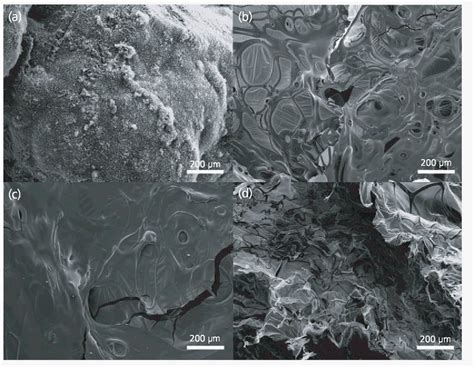 Sem Images Captured At 5 Kv Accelerating Voltage Of Of The Bottom Of Download Scientific
