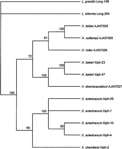 Consensus Tree From The Maximum Parsimony Bootstrap Analysis For Its1 Download Scientific
