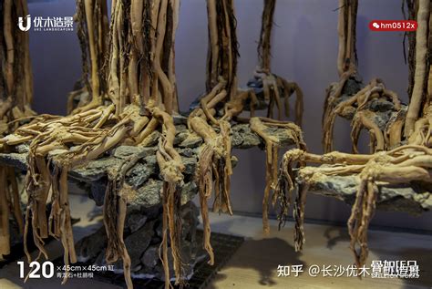 充分利用空间布局且极具意境感的森林格局一百二的草缸造景骨架 知乎