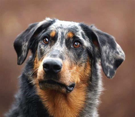 Beauceron Arlequin Caractéristiques Origine Caractère Soins Et