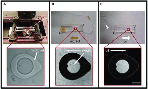 Successive Steps For The Microfluidic Encapsulation Of Cell Free Download Scientific Diagram