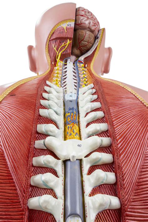 Deluxe Dual Sex Torso With Open Neck And Back Model 27 Parts [sku Mg32 Nasco Healthcare