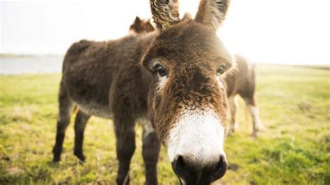 Donkey Sex Scandal In Poland Remedied After Public Outcry