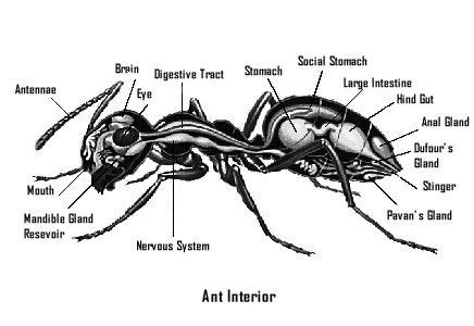 Raudsipelgad Bioloogia Ants Thorax Large Intestine