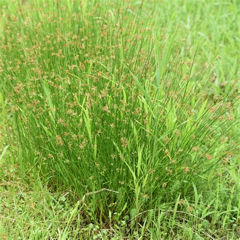 Semences De Jonc épars Juncus Effusus