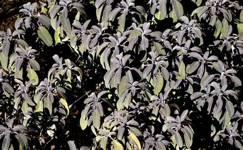 다년생 소나무와 회색 화강암 바위 뿌리 껍질과 자갈겨울 주차장 쇼핑 센터 근처 도시 설정에서 장식 화단 눈 허브 정원 로커 바위 0명에 대한 스톡 사진 및 기타 이미지