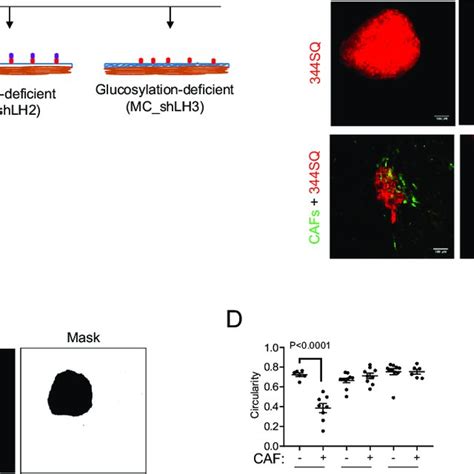 Multicellular Aggregate Circularity Assay A Schematic Of