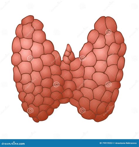Healthy Thyroid Gland On White Background Stock Vector Illustration