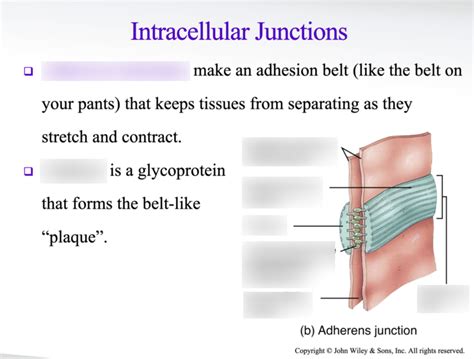 Adherens Junction Shape At Rory Sternberg Blog