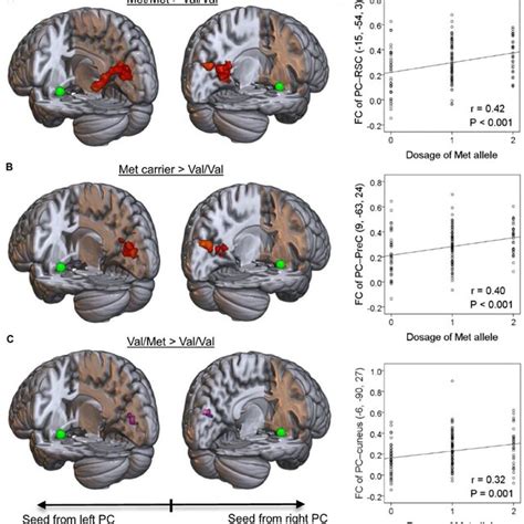 Representations Of Bdnf Gene Informed Piriform Cortex Pc Seeded