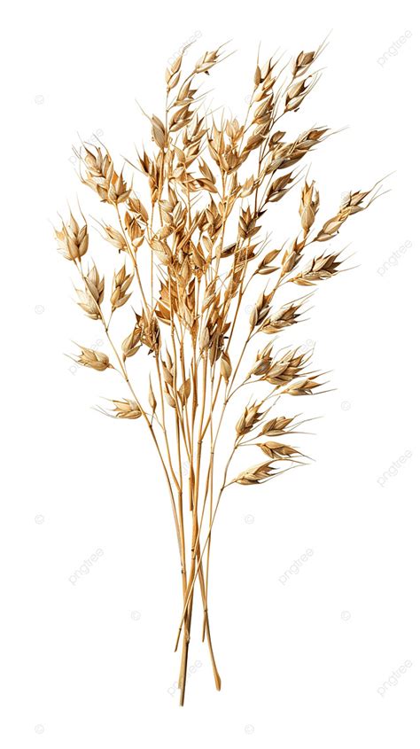 고대 이집트 파피루스 식물 배경 배경 화면 및 일러스트 무료 다운로드 Pngtree