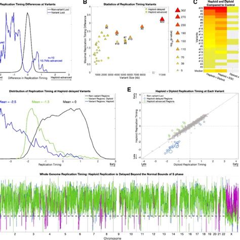 Regions Of Replication Delay In Haploid Cells Are Correlated With The Download Scientific