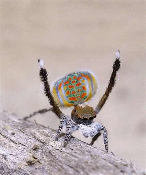 Peacock Spider Dances Its Way Into Our Arachnophobic Hearts