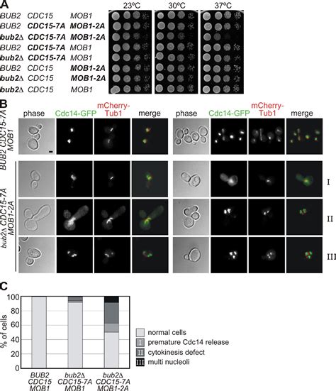 Figure 1 From Mutual Regulation Of Cyclin Dependent Kinase And The Mitotic Exit Network