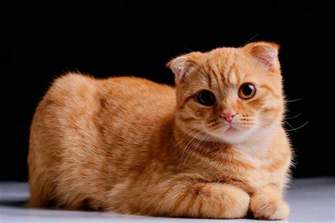 Cat With No Ears Breed