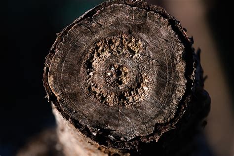 Tree Bark Node Free Photo On Pixabay Pixabay Tree Bark Node Free Photo On Pixabay Pixabay