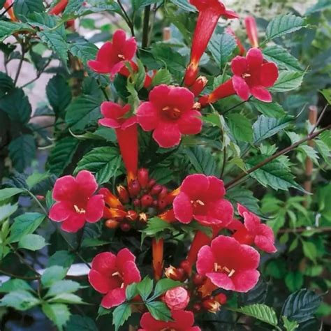 خرید و قیمت گل پیچ اناری رونده از غرفه گلخانه باغ بهشت