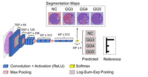 weglenet weakly supervised framework for semantic segmentation of download scientific diagram