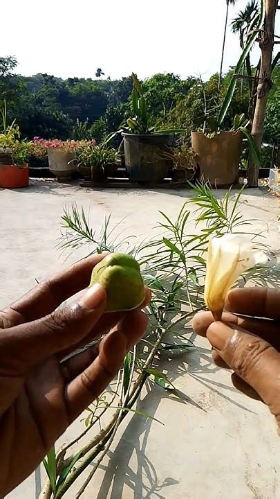 কল্কে ফুলের কাটিং থেকে চারা বানানোর চেষ্টা 🌱😊 Shorts Homegarden Minivlog Plants