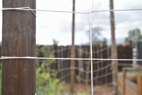Diy Budget Tomato Trellis With String The Homespun Hive