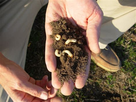Grubs Grub Control Paul S Garden Centre