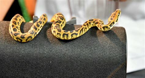 customs rescues smuggled 20 inch python at naia inquirer news