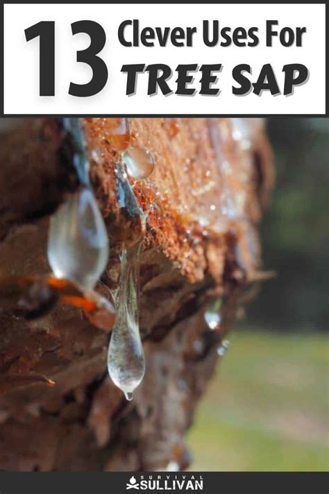 What Is Tree Sap Used For 13 Clever Uses