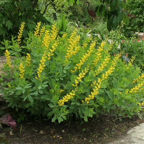 Baptisia Bracteata Cream Wild Indigo